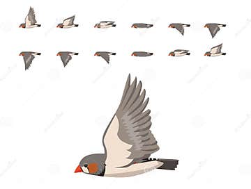 Bird Zebra Finch Flying Animation Sequence Cartoon Vector Stock Vector ...