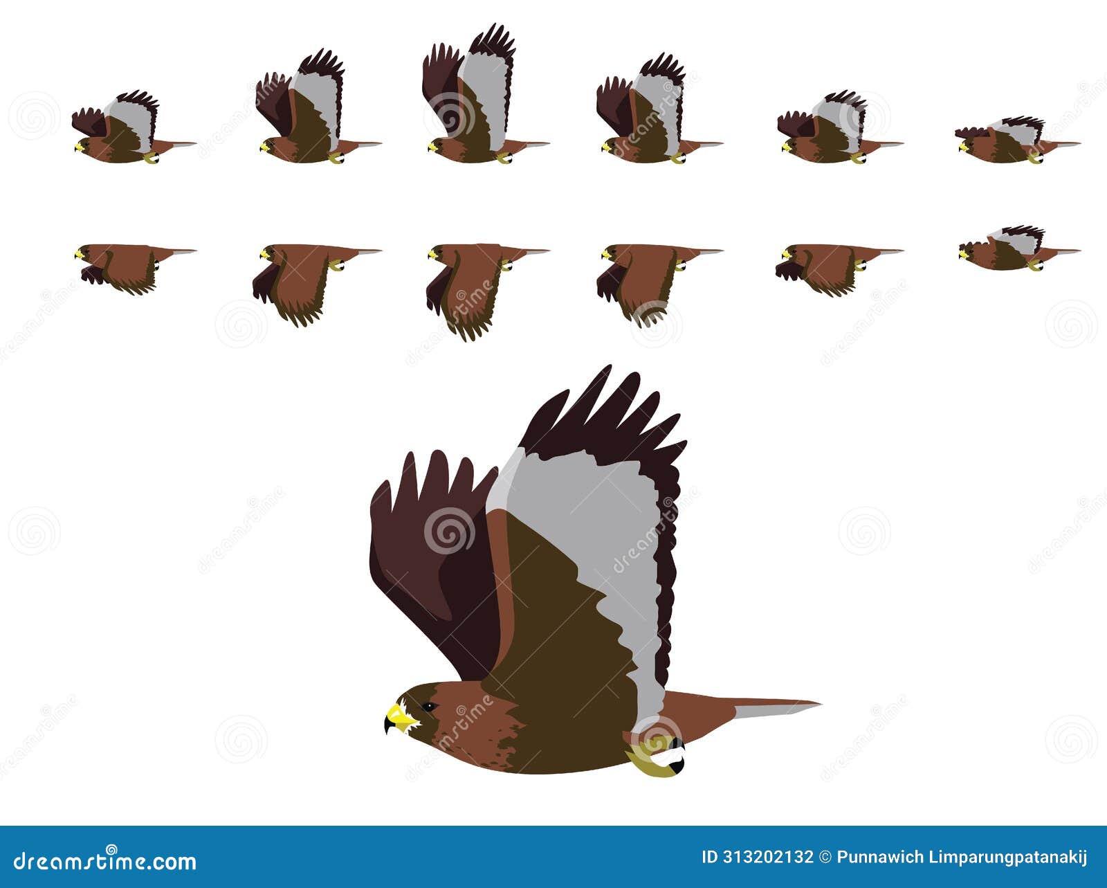 Red-Tailed Hawk Flying Animal Animation Sequence Cartoon Vector Stock ...