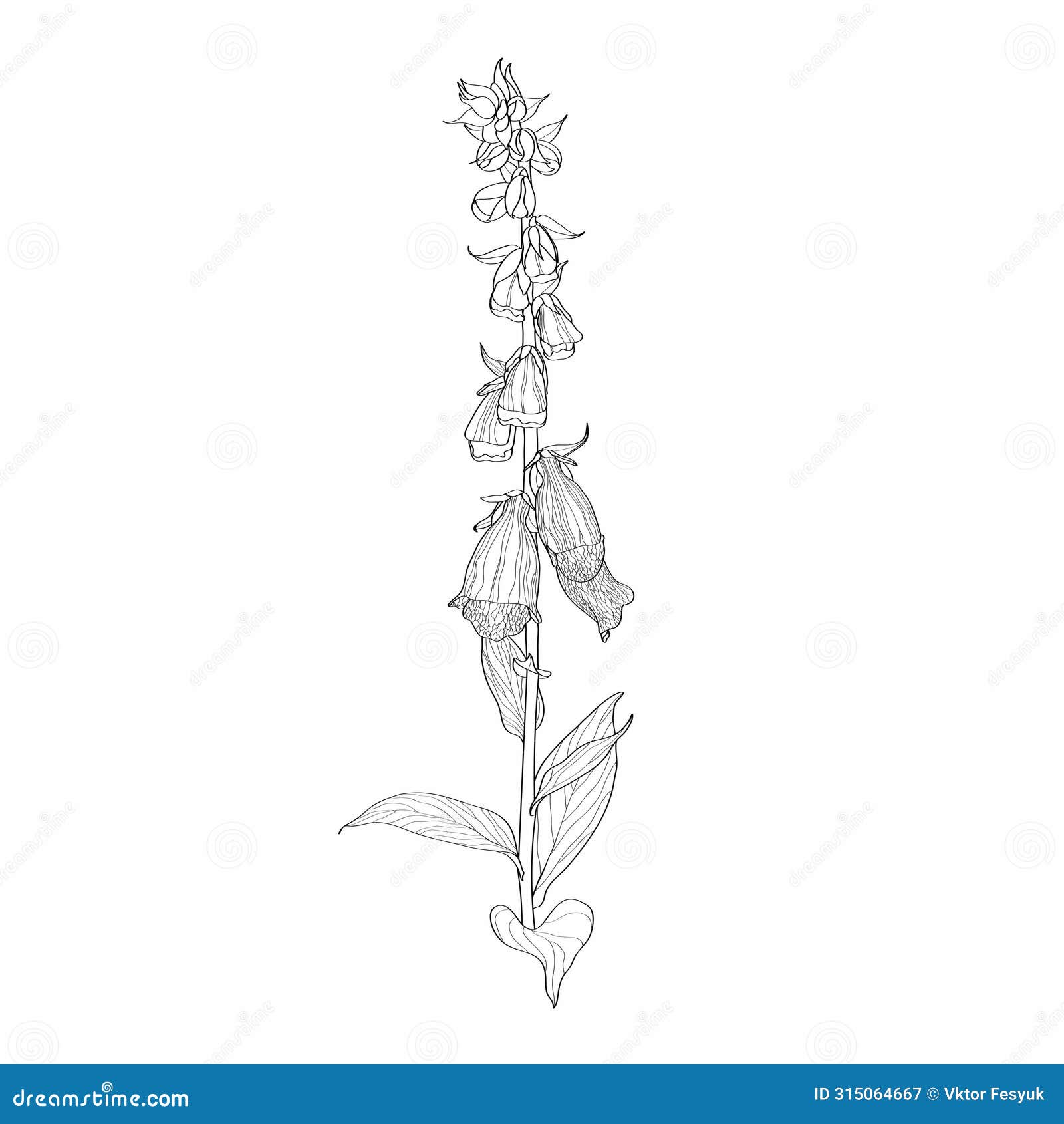 A Detailed Illustration of Digitalis, Foxglove, Fingerflower, Drawn by ...