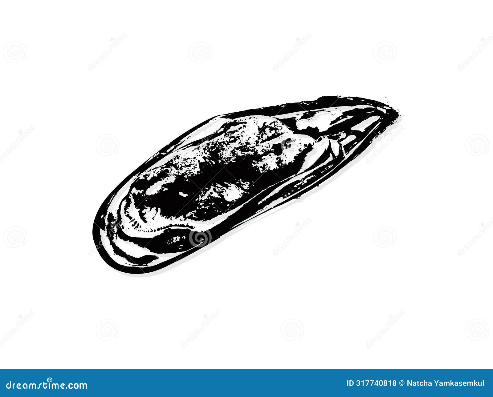 Black And White Illustration Sketch Of A Mussel Hand Drawing Vector ...
