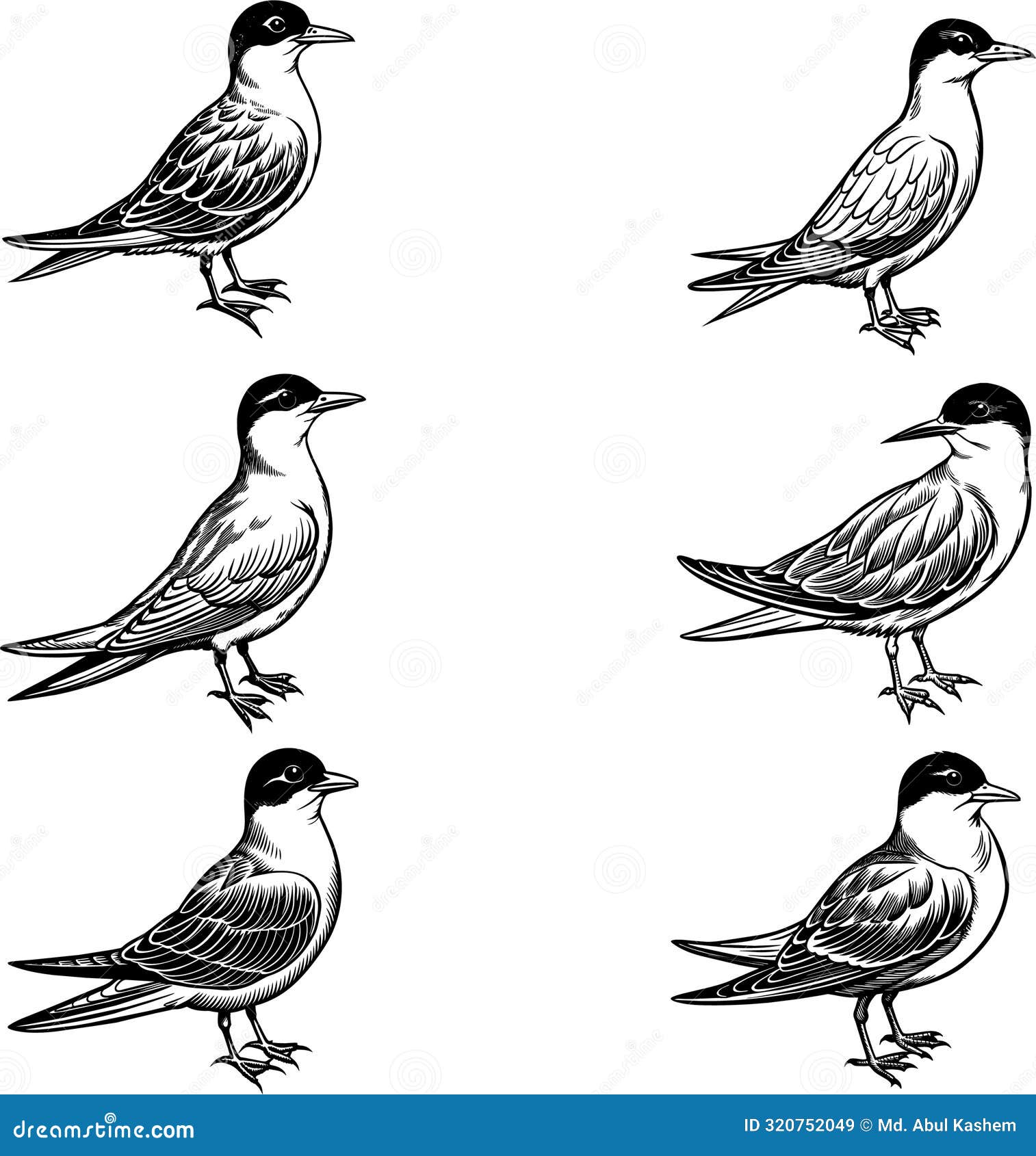 Arctic Tern Stands Alone Vector Logo Icon Stock Vector - Illustration ...