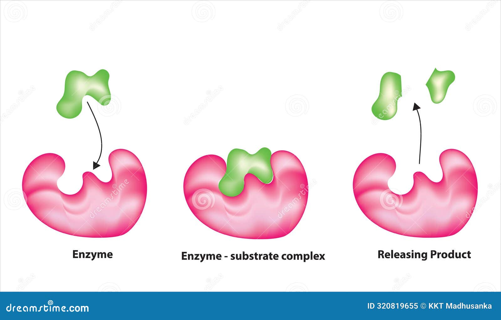 Labeled Enzyme Substrate Model Cartoon Vector