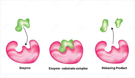Labeled Enzyme-substrate Model Stock Vector - Illustration of lactase ...