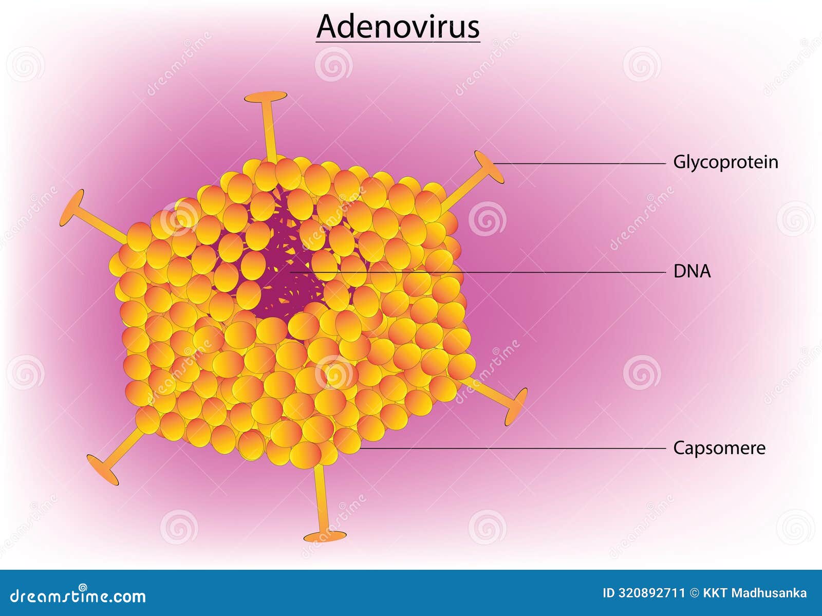 Adenovirus anatomy stock vector. Illustration of conjunctivitis - 320892711