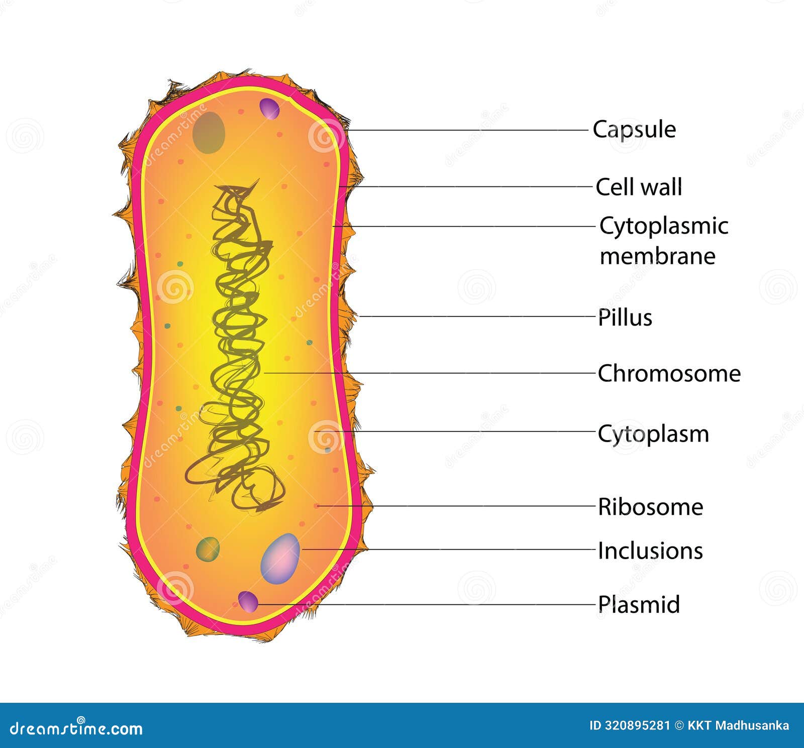 Arrangement Of Cocci Bacteria Vector Illustration | CartoonDealer.com ...