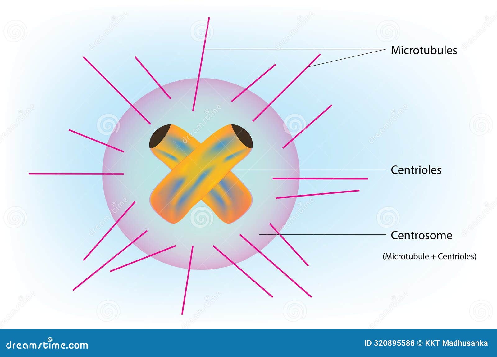 Centrosome stock vector. Illustration of stages, phase - 320895588