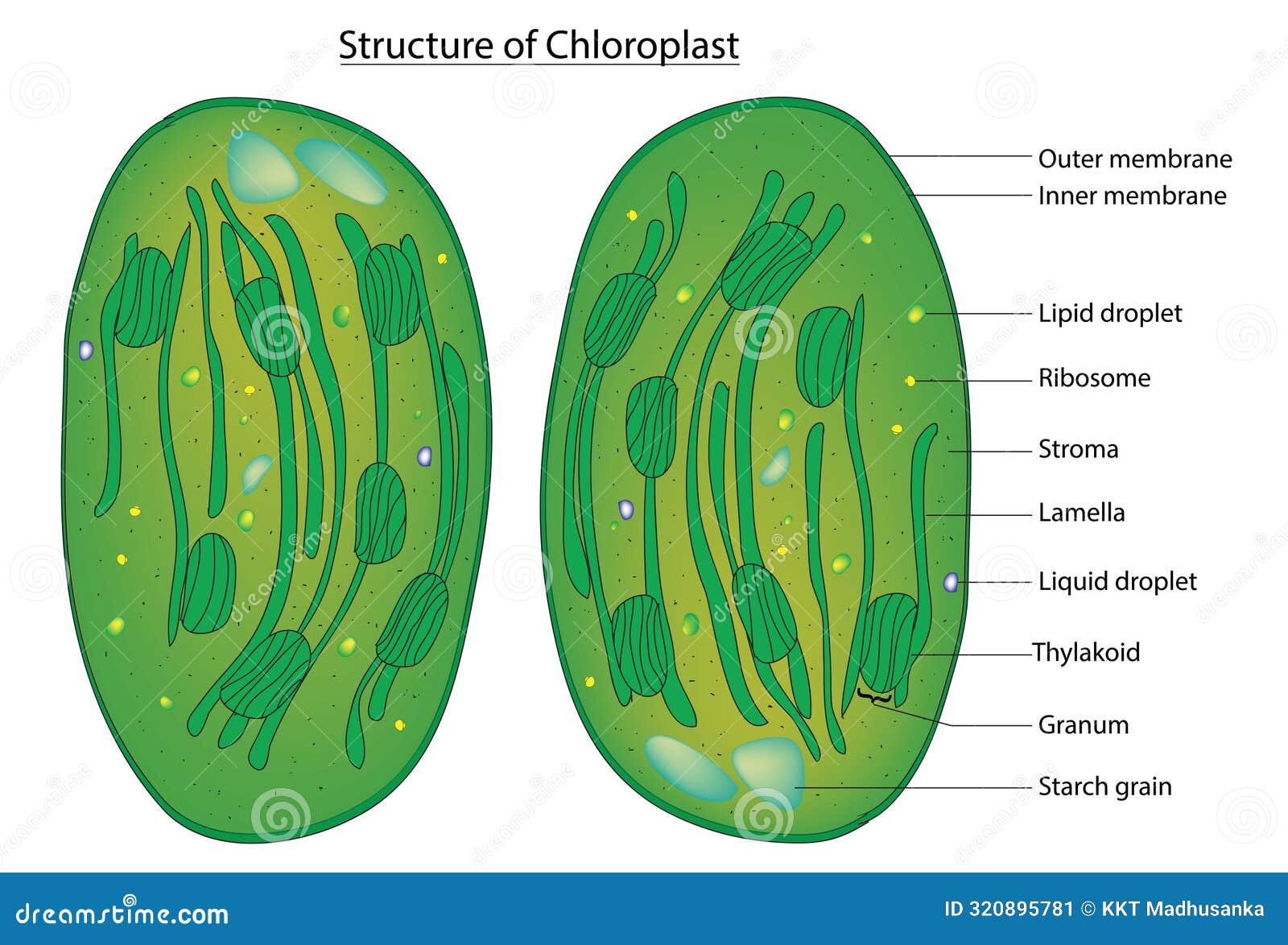 Detailed Chloroplast Diagram Stock Vector - Illustration of ...
