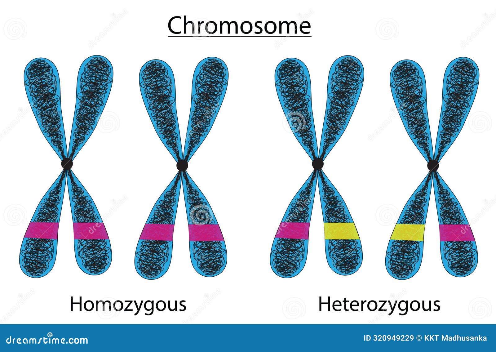 Homozygous vs heterozygous stock vector. Illustration of difference ...