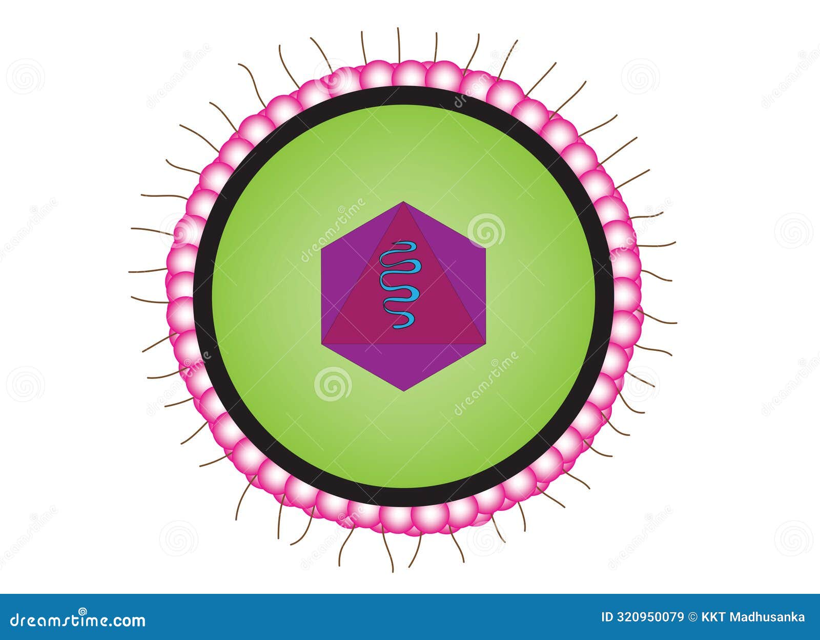 Mild Edema With Normal Leg Vector Illustration | CartoonDealer.com ...