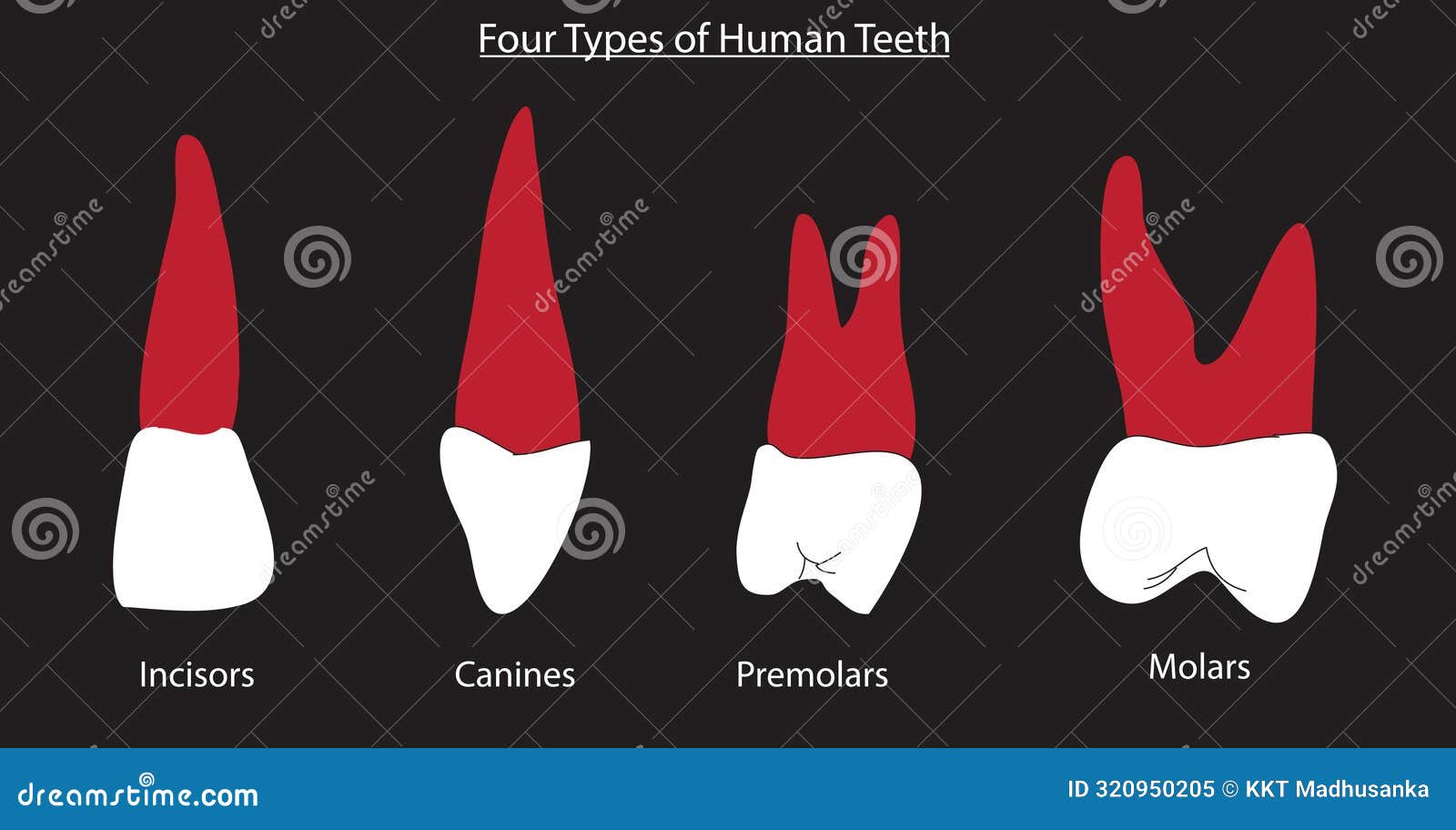 Four types of human teeth stock vector. Illustration of bone - 320950205