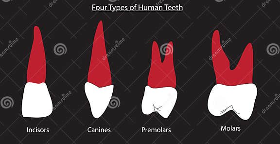 Four types of human teeth stock vector. Illustration of bone - 320950205