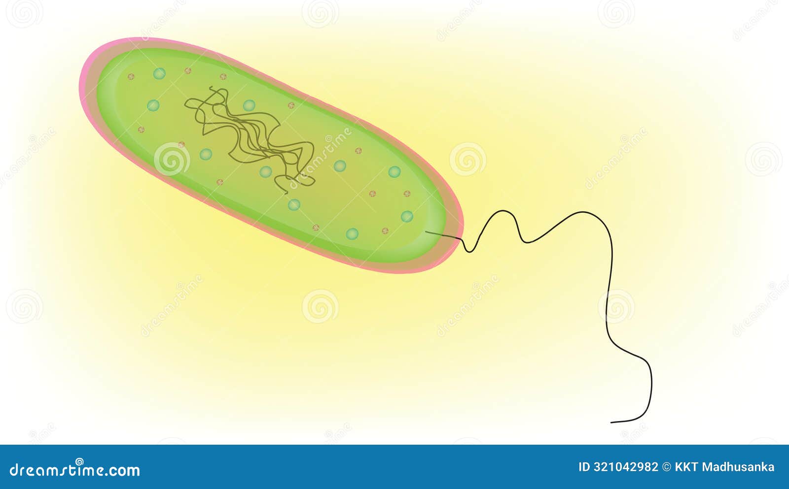 Green bacteria anatomy stock vector. Illustration of phytoplankton ...