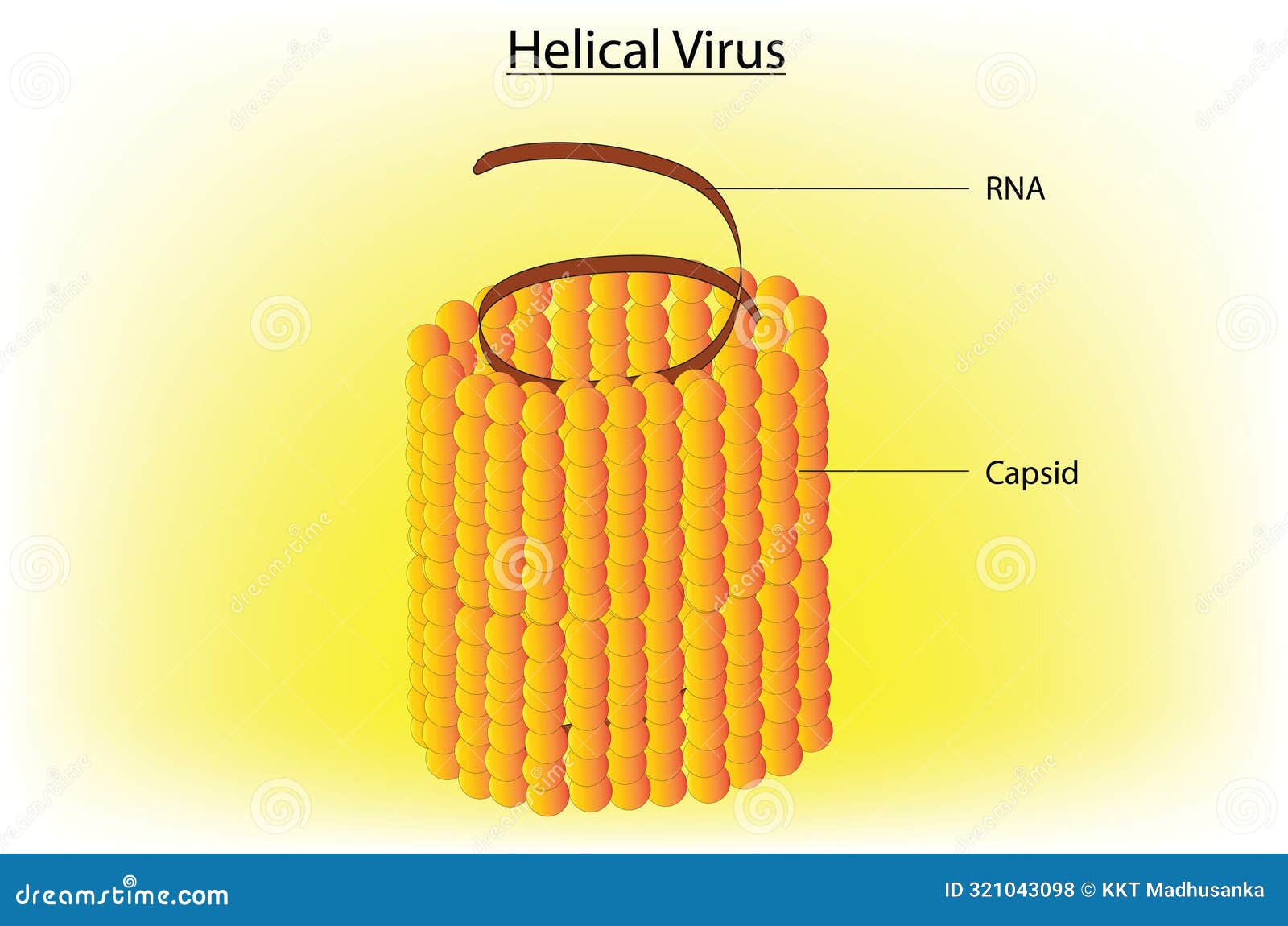 Helical virus stock vector. Illustration of mosaic, gene - 321043098