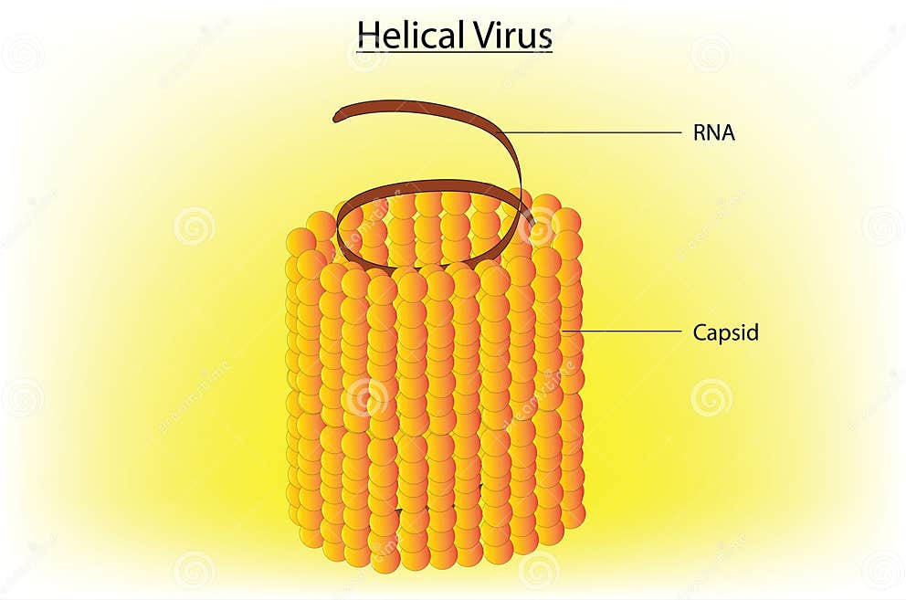 Helical virus stock vector. Illustration of mosaic, gene - 321043098