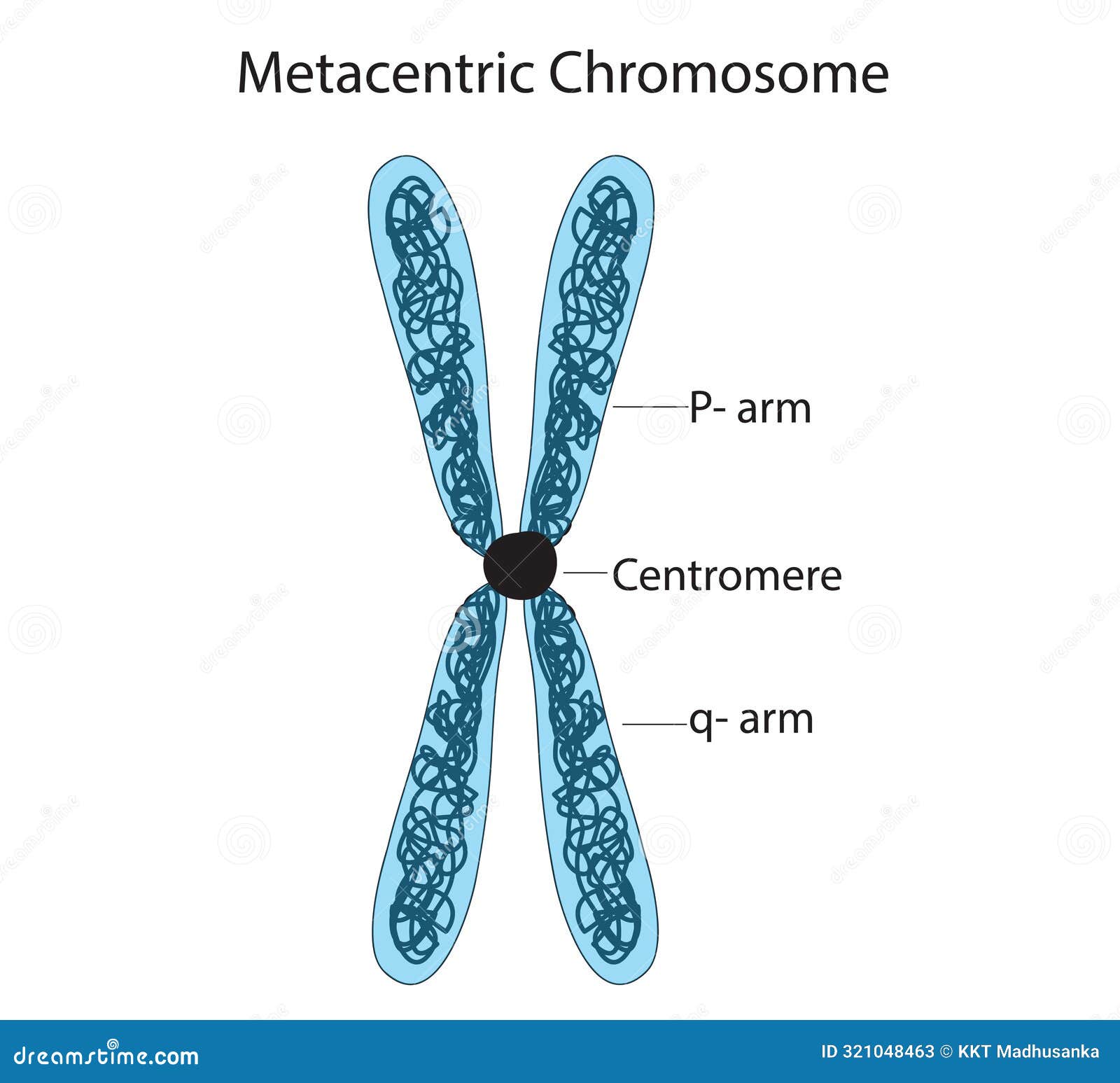 Metacentric Chromosome Anatomy Stock Vector - Illustration of molecular ...
