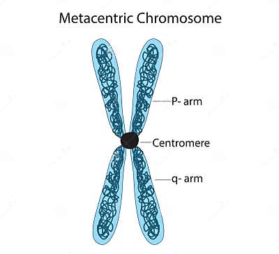 Metacentric Chromosome Anatomy Stock Vector - Illustration of molecular ...