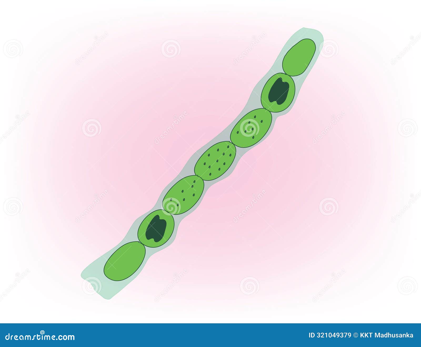 Nostoc stock vector. Illustration of green, algal, heterocysts - 321049379
