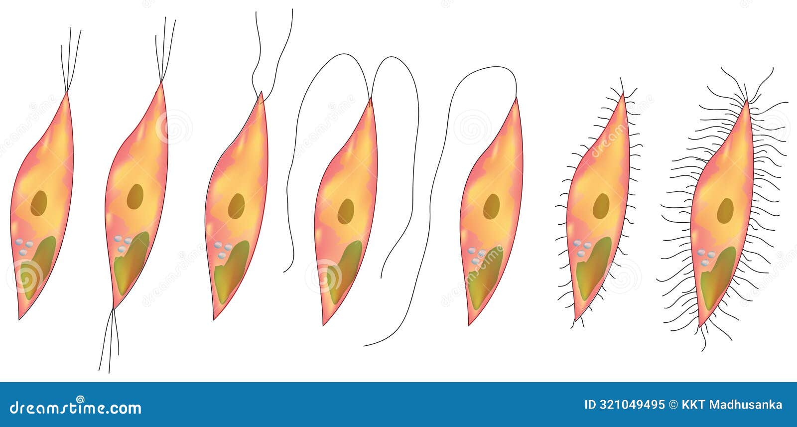 Flagella Types Vector Illustration | CartoonDealer.com #321049495