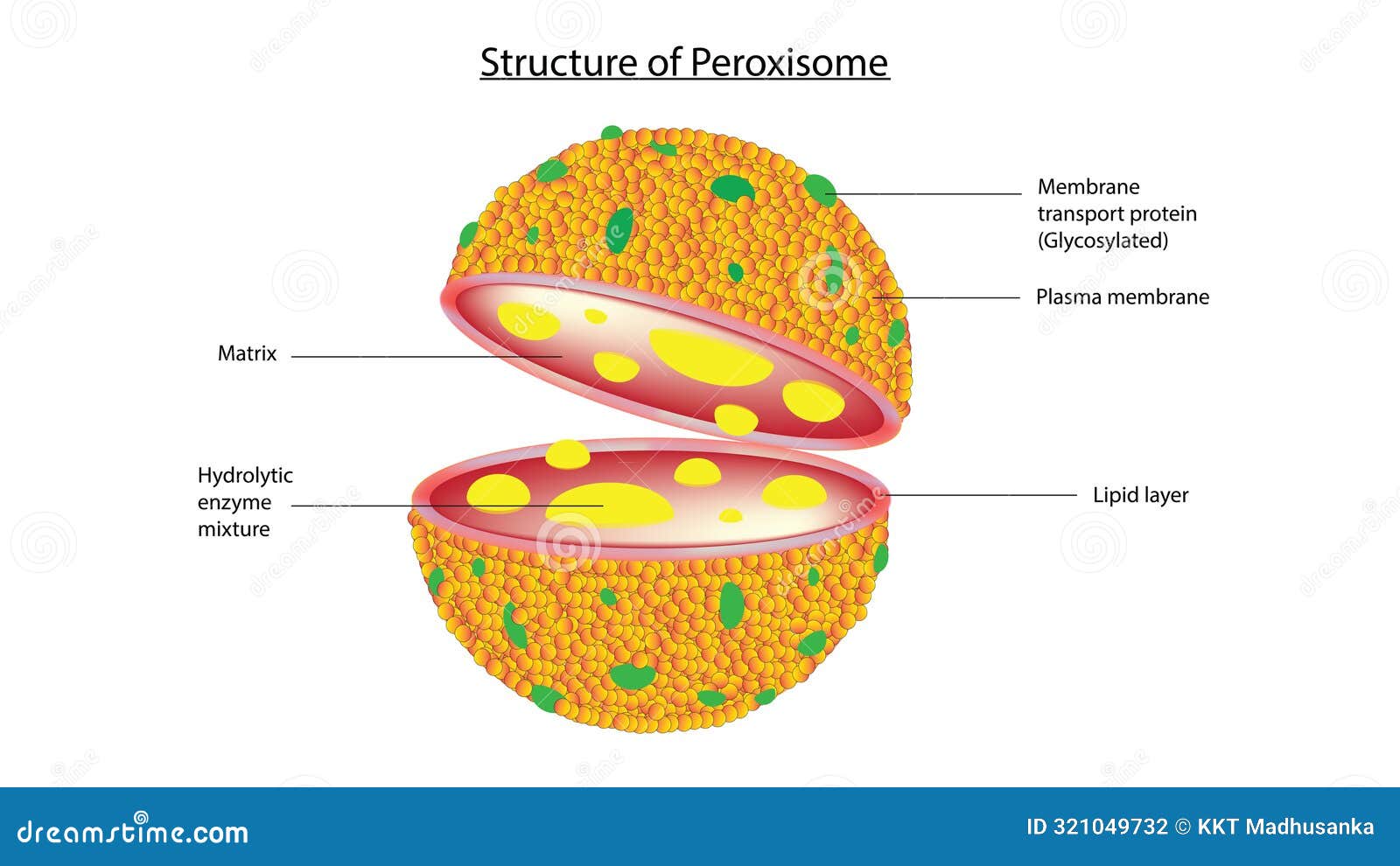 Peroxisome stock vector. Illustration of polar, complex - 321049732