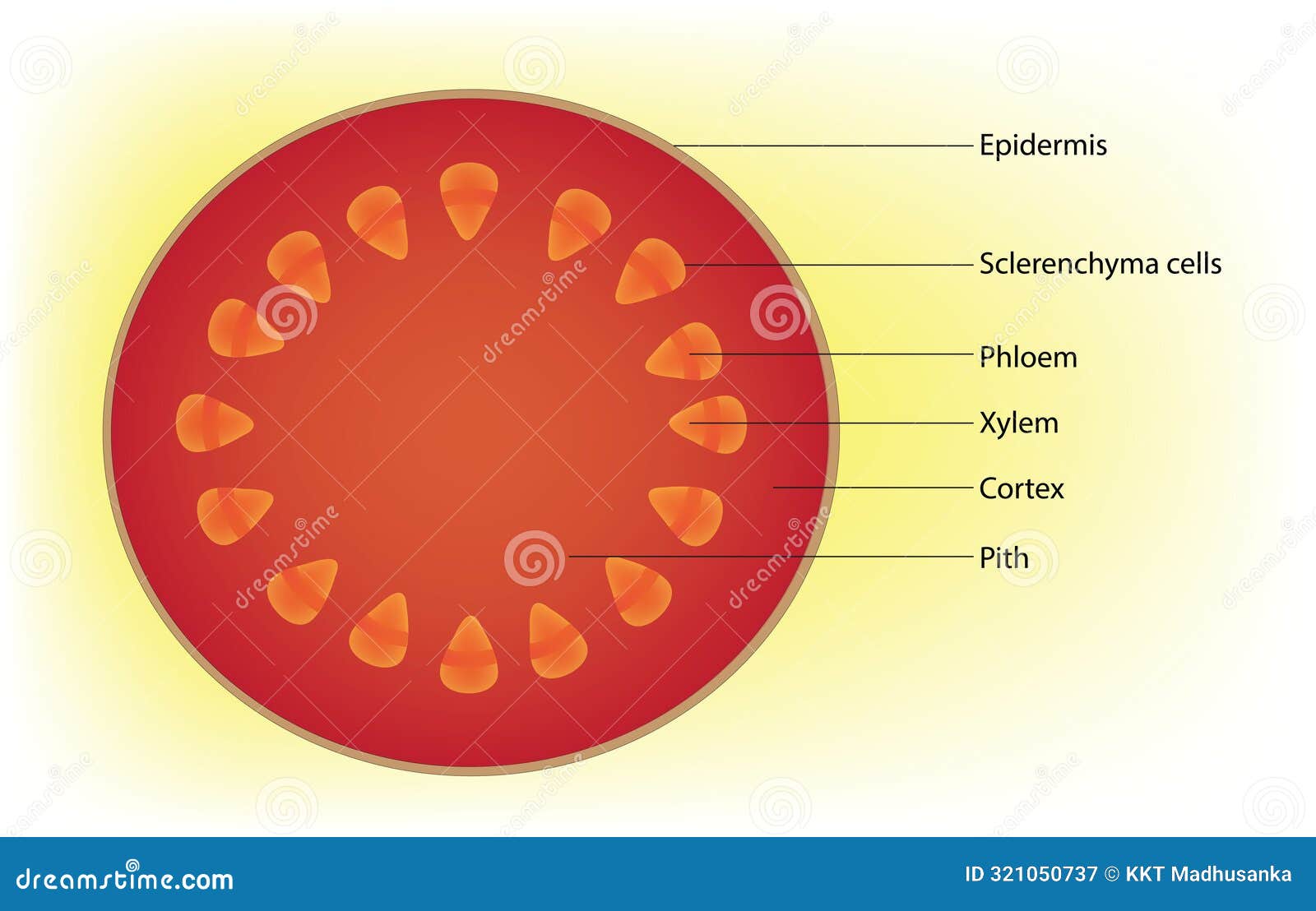 Primary Structure of T.S of Dicotyledonous Plant Stem Stock ...