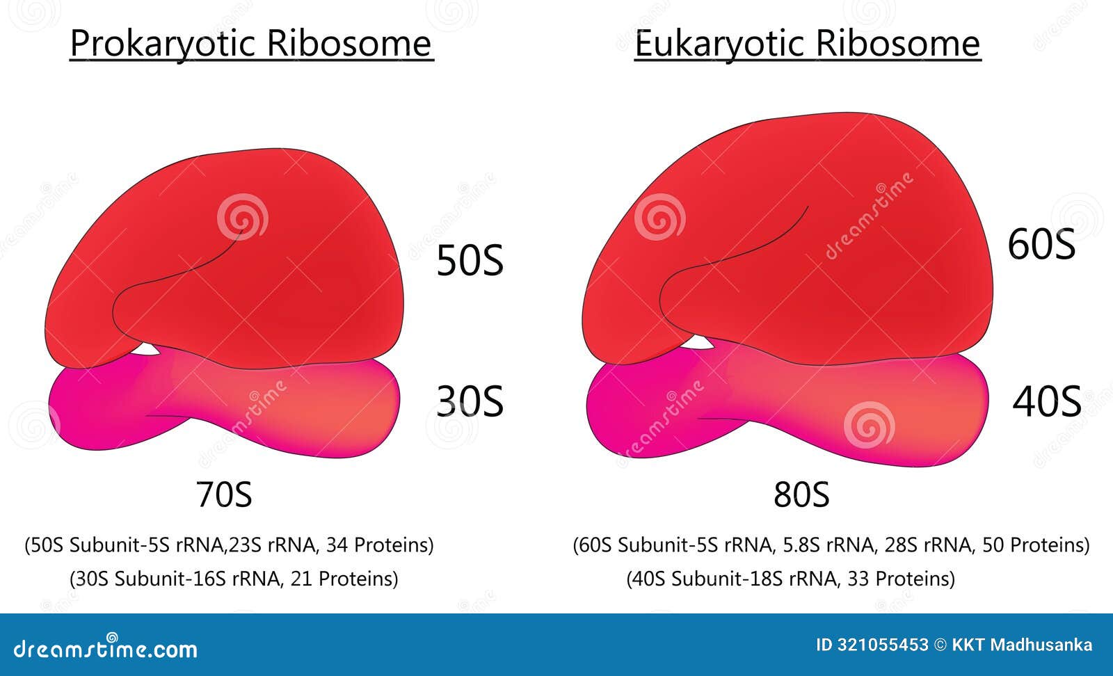70S and 80S Ribosomes stock vector. Illustration of exon - 321055453