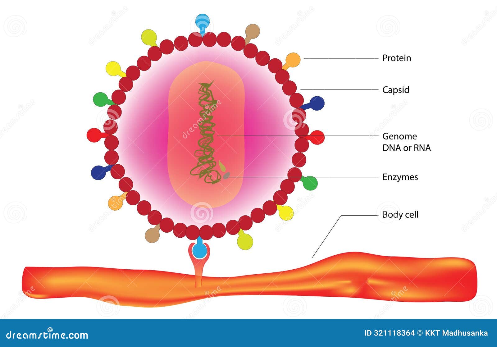 Surface Adhesion of Viruses Stock Illustration - Illustration of ...