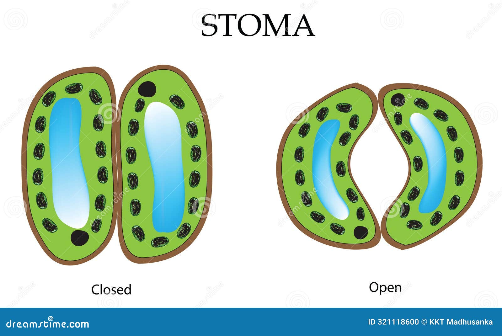 Stoma Or Stomate Is A Pore Found In The Epidermis Of Leaves, Stems ...