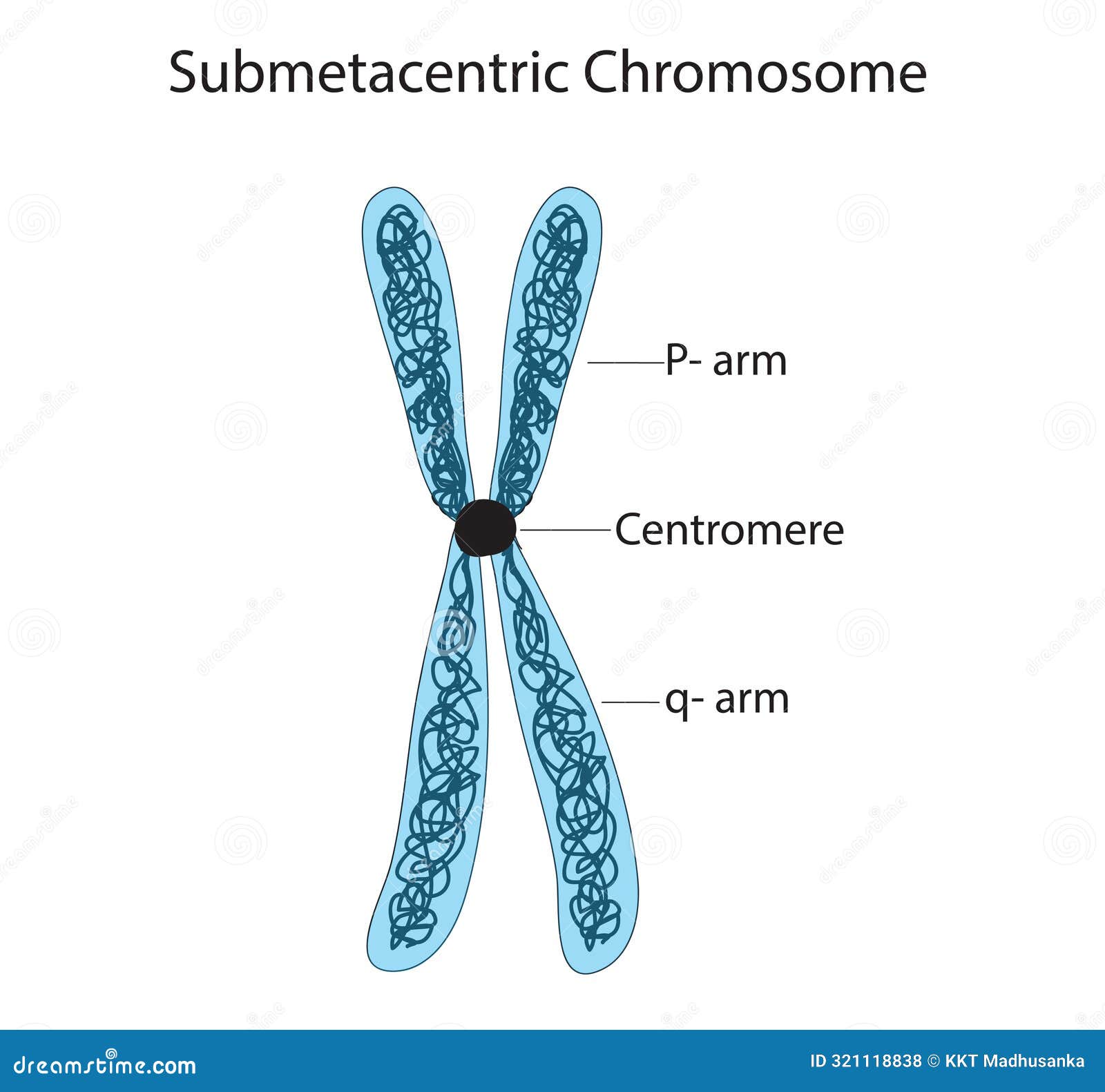 Submetacentric chromosome stock vector. Illustration of microscopic ...