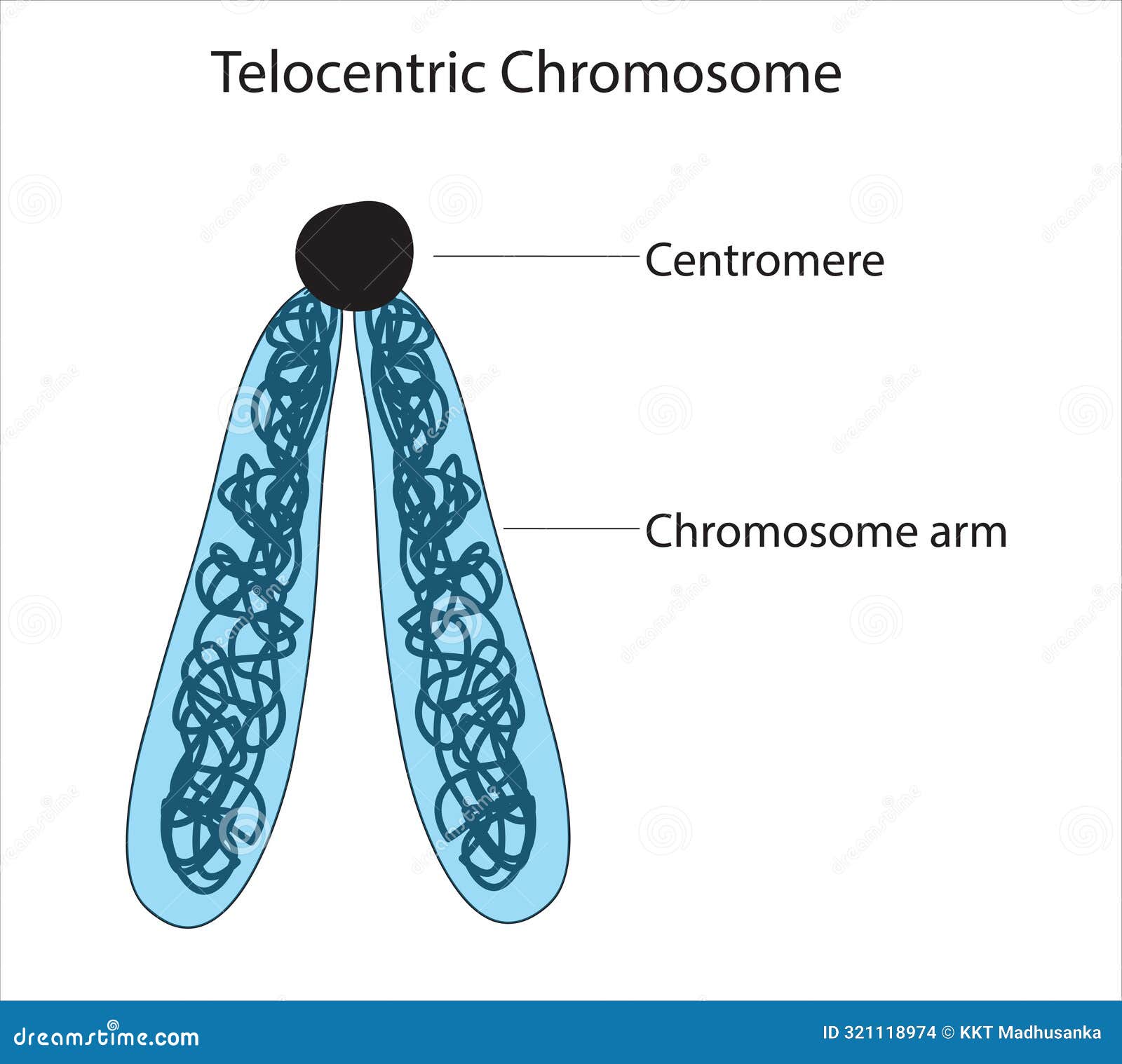 Telocentric Chromosome Diagram Stock Vector - Illustration of ...