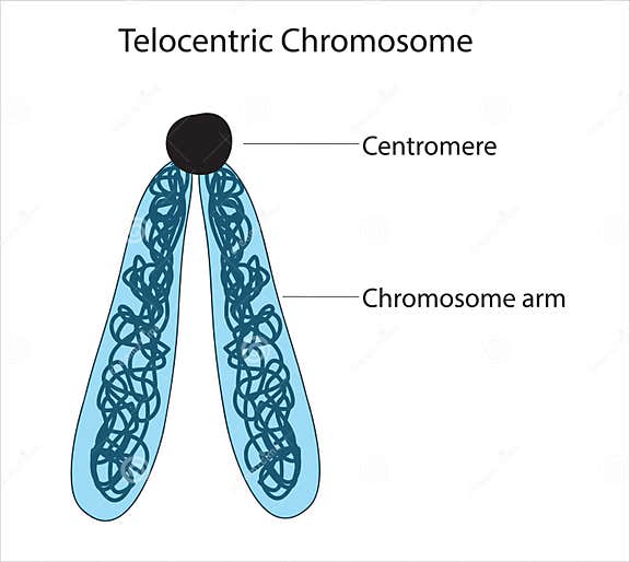 Telocentric Chromosome Diagram Stock Vector - Illustration of ...