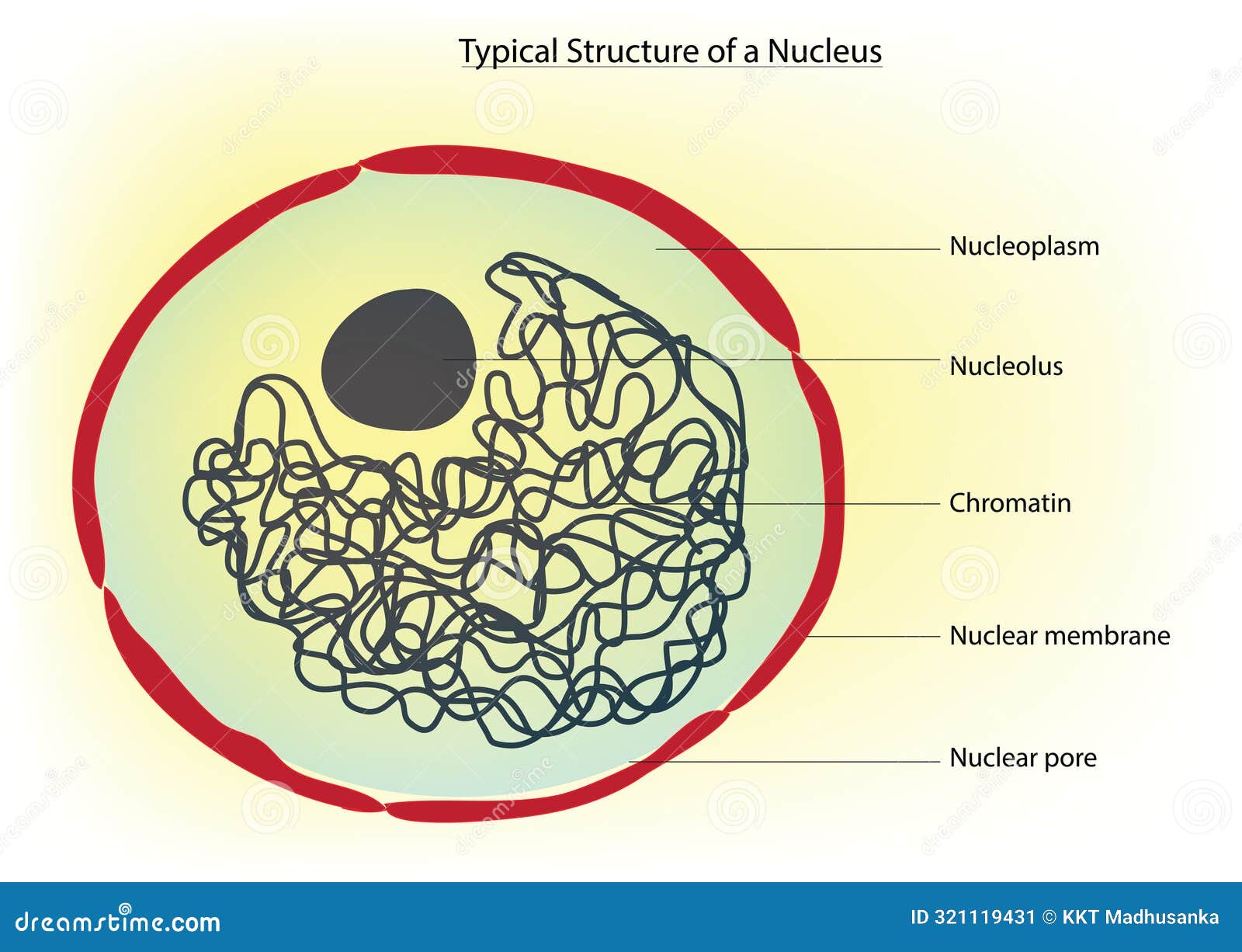 Typical Structure of a Nucleus Stock Illustration - Illustration of ...