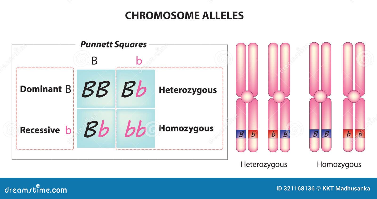 Chromosome alleles stock vector. Illustration of type - 321168136