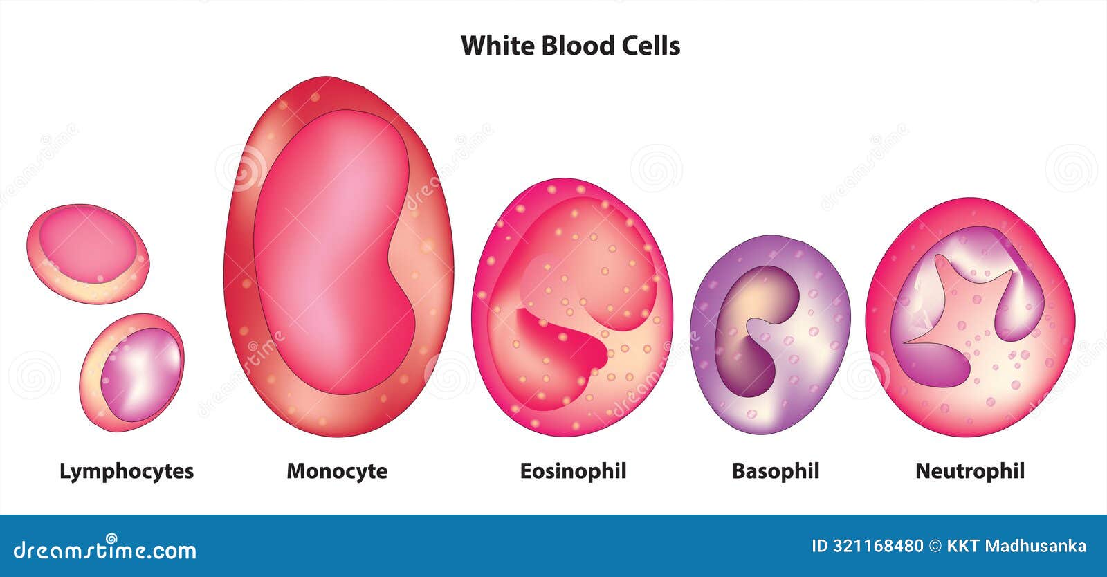 White Blood Cell Classification Vector Illustration | CartoonDealer.com ...