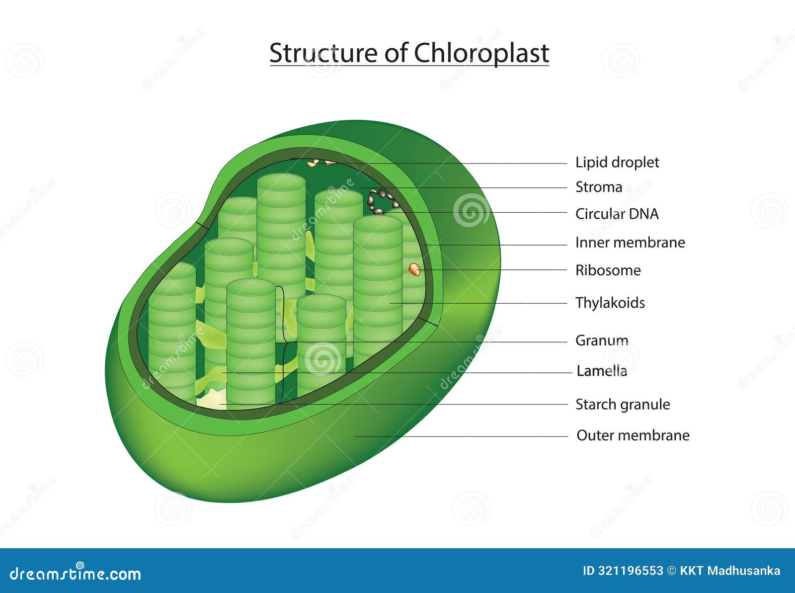 Structure of Typical Chloroplast Stock Vector - Illustration of ...