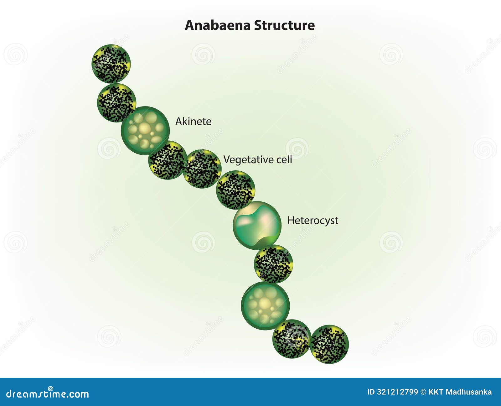 Anabaena stock vector. Illustration of carbon, akinete - 321212799
