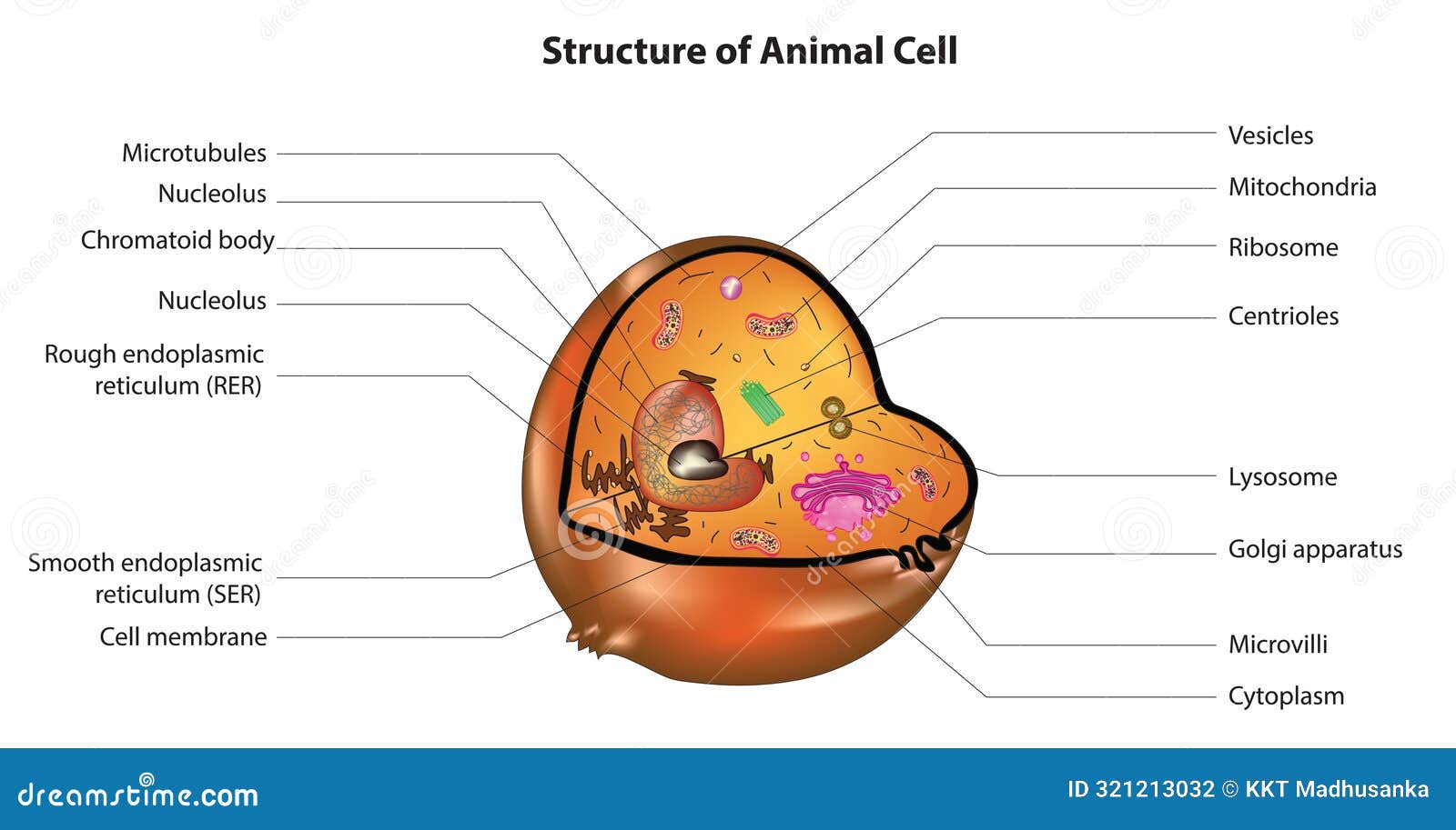Typical animal cell stock vector. Illustration of protein - 321213032
