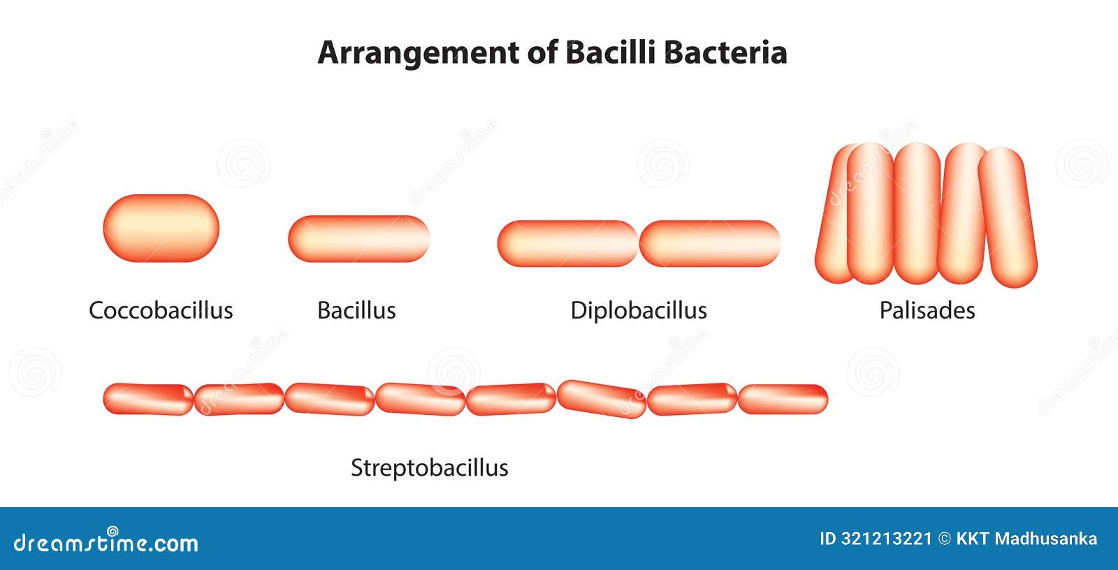 Arrangement of Bacilli Bacteria Stock Vector - Illustration of anthrax ...