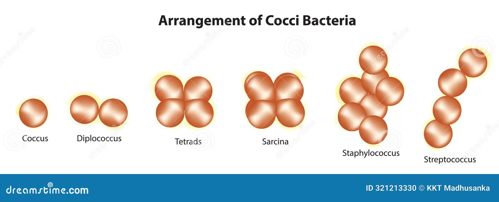 Arrangement of Cocci Bacteria Stock Vector - Illustration of ...