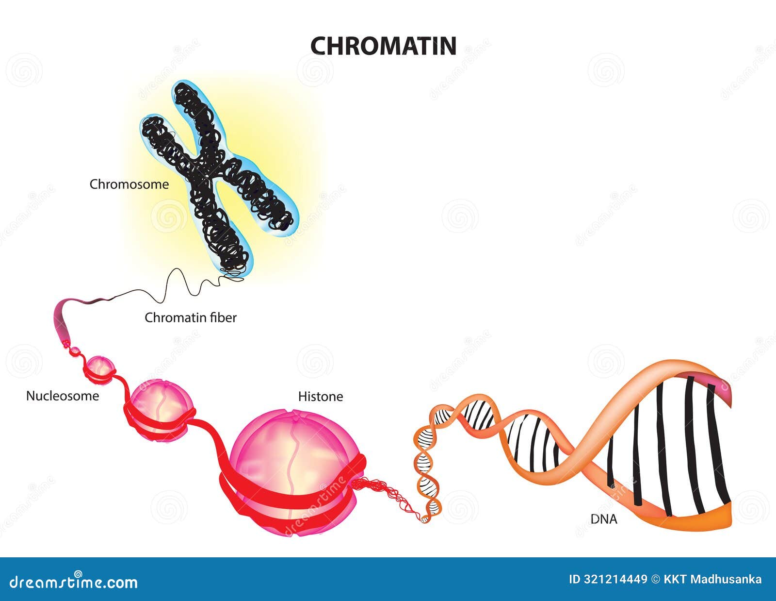 Chromatin stock vector. Illustration of deoxyribonucleic - 321214449
