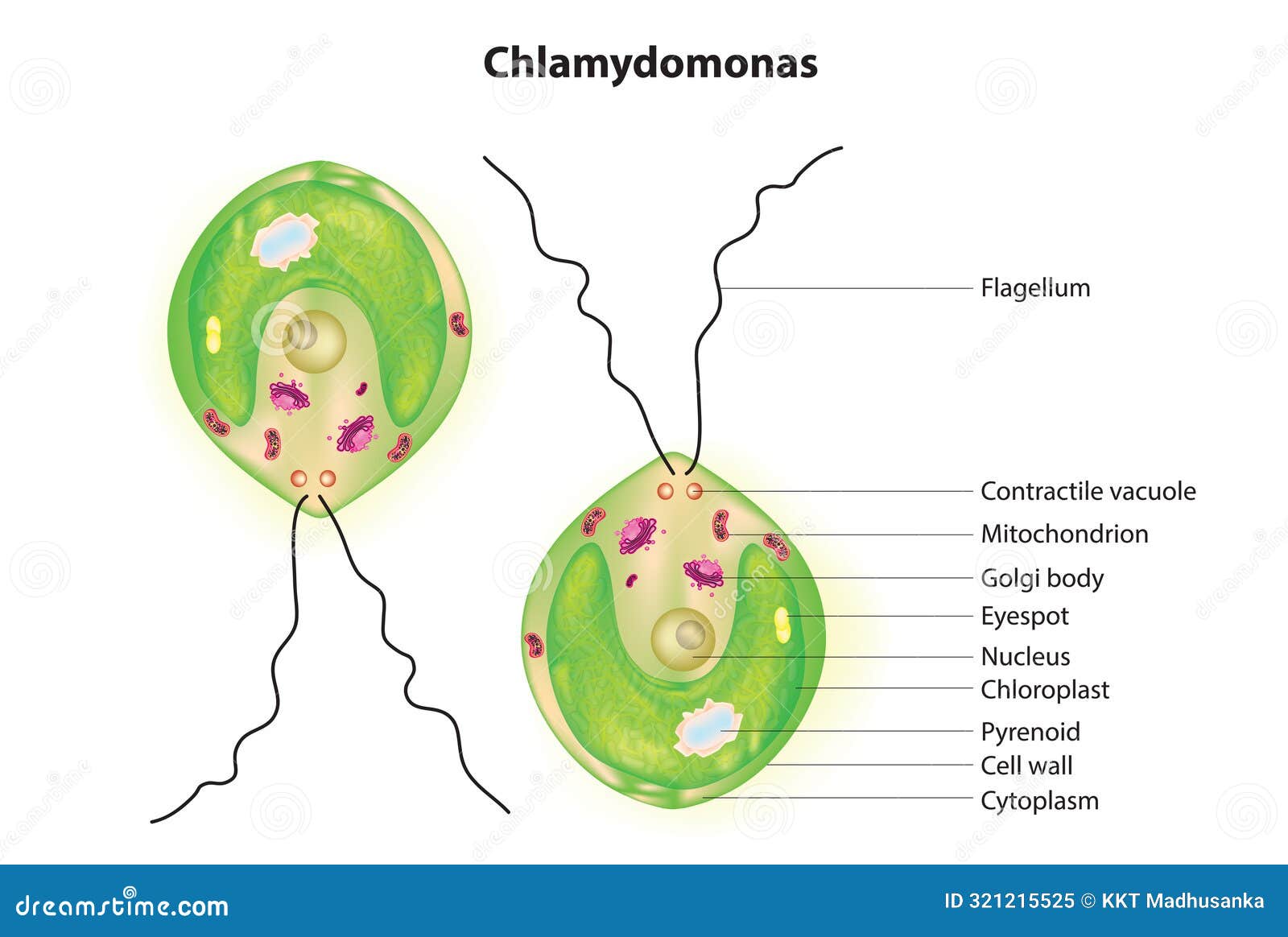 Chlamydomonas stock vector. Illustration of algae, basal - 321215525