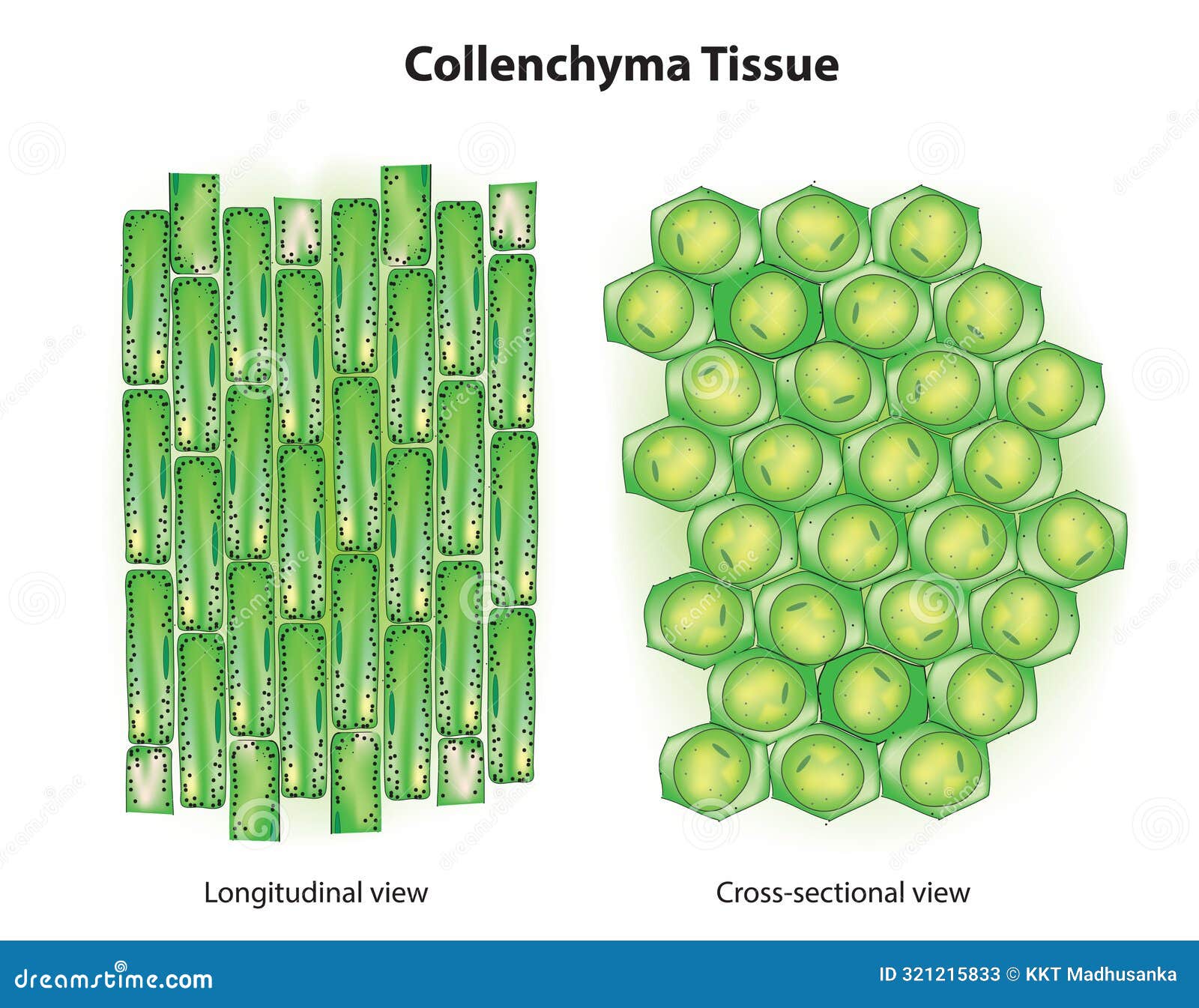 Collenchyma stock vector. Illustration of explanation - 321215833