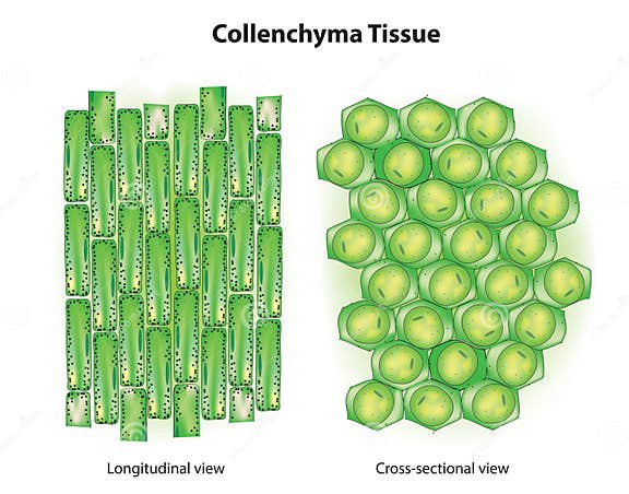 Collenchyma stock vector. Illustration of explanation - 321215833