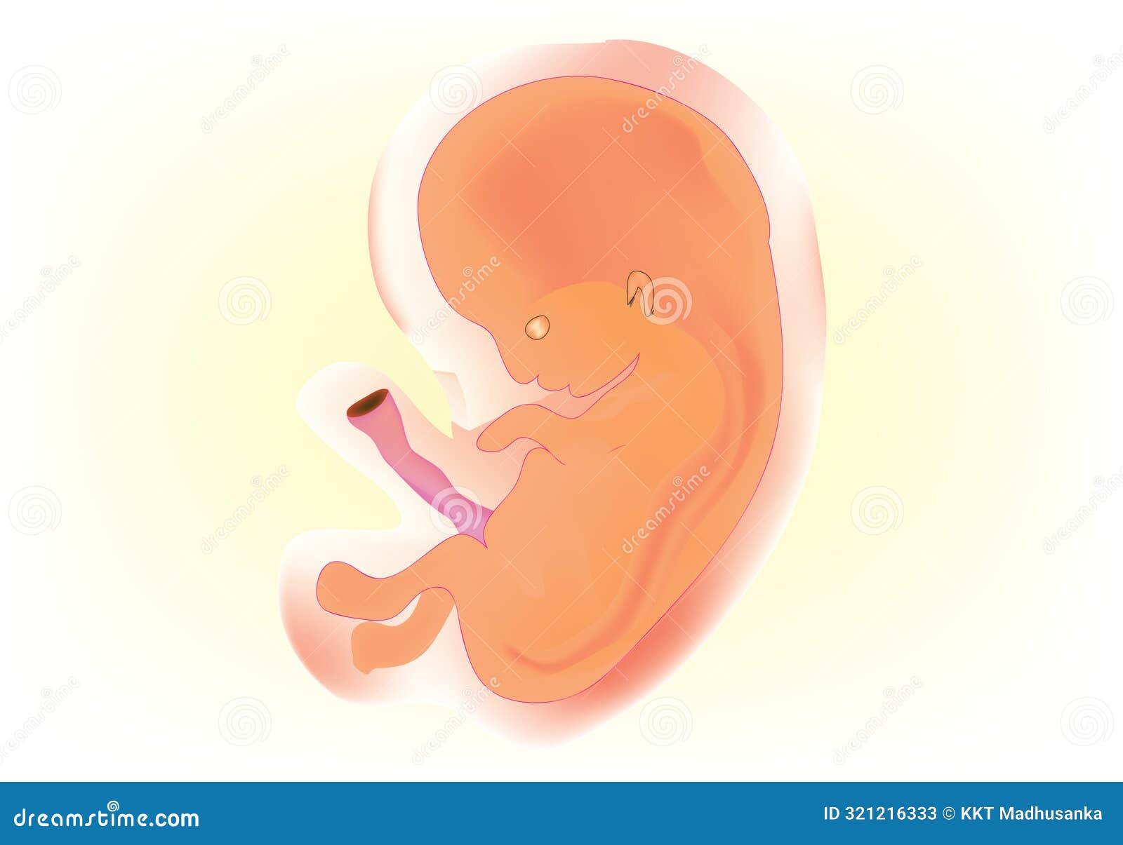 Fetus Anatomy Cartoon Vector | CartoonDealer.com #321216333