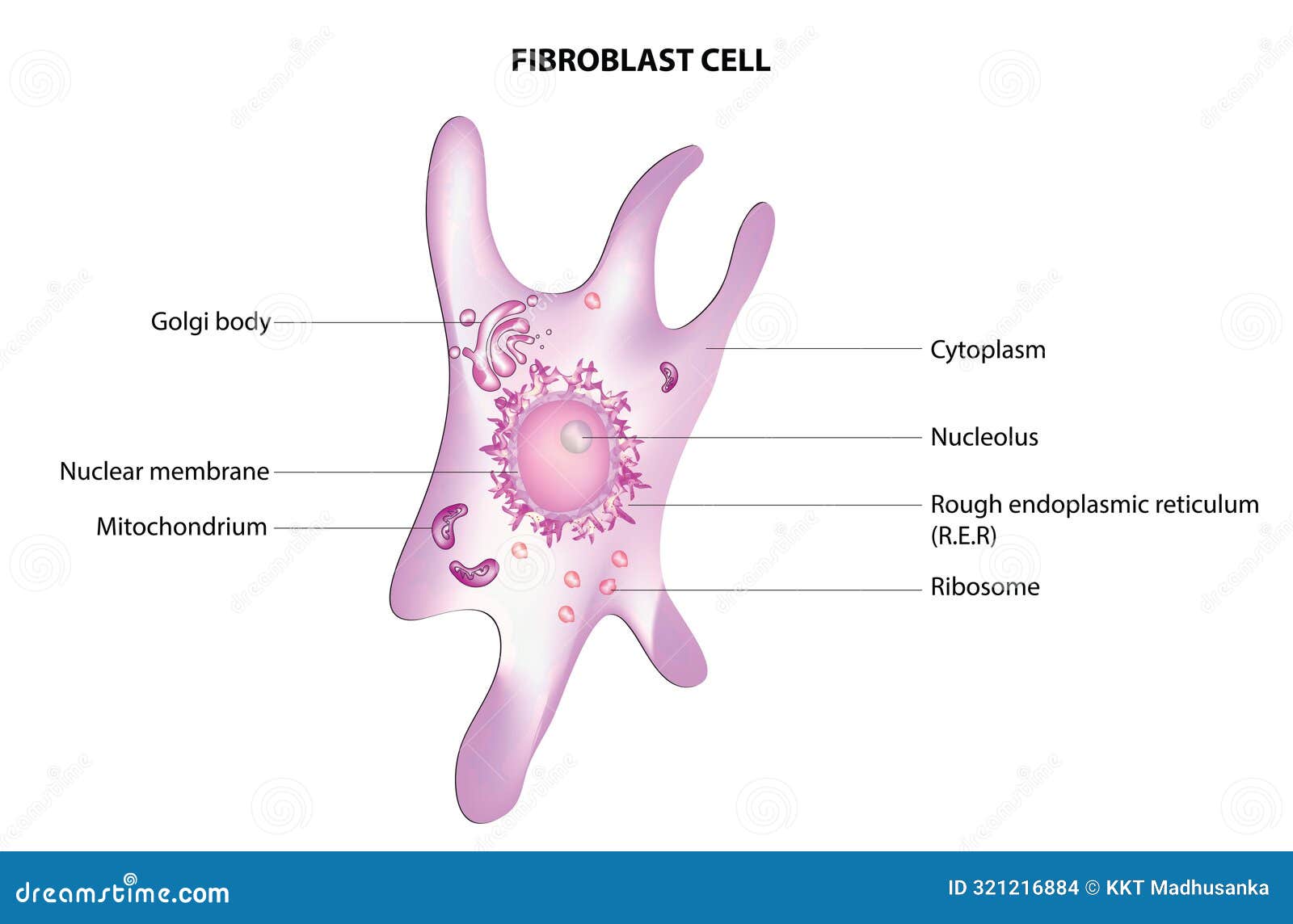 Fibroblast cell stock vector. Illustration of gland - 321216884