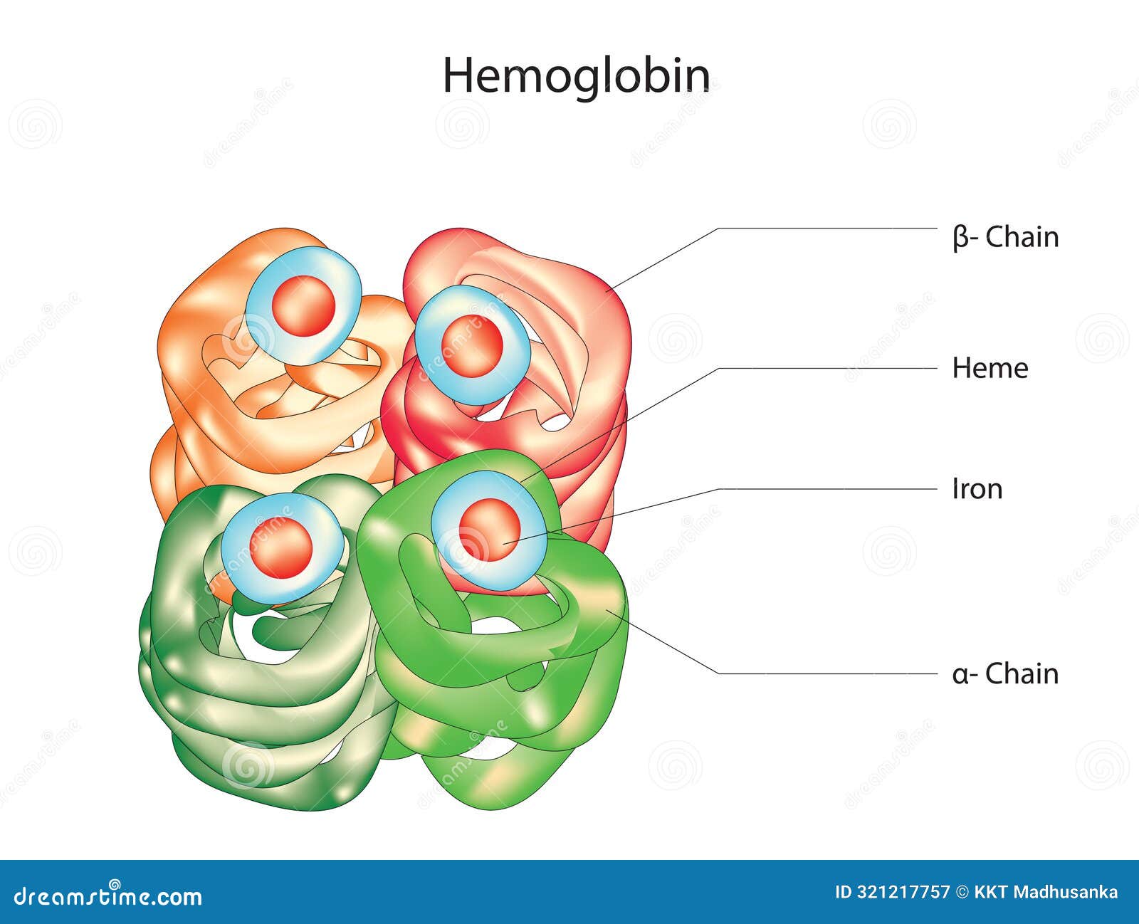 Hemoglobin Molecular Structure Stock Vector - Illustration of adduct ...