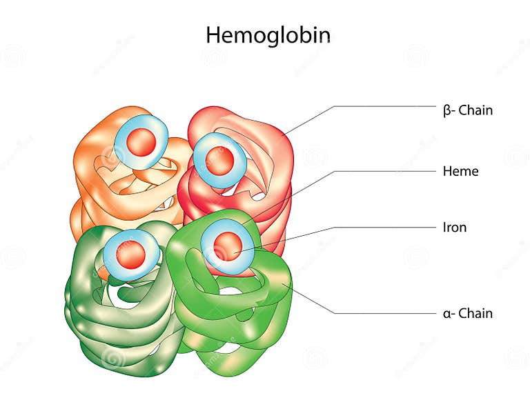 Hemoglobin Molecular Structure Stock Vector - Illustration of adduct ...