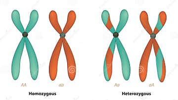 Homozygous and Heterozygous Chromosomes Stock Vector - Illustration of ...