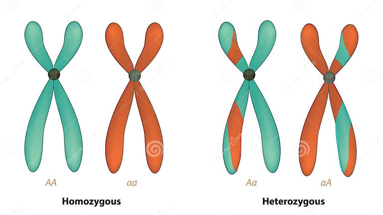 Homozygous and Heterozygous Chromosomes Stock Vector - Illustration of ...