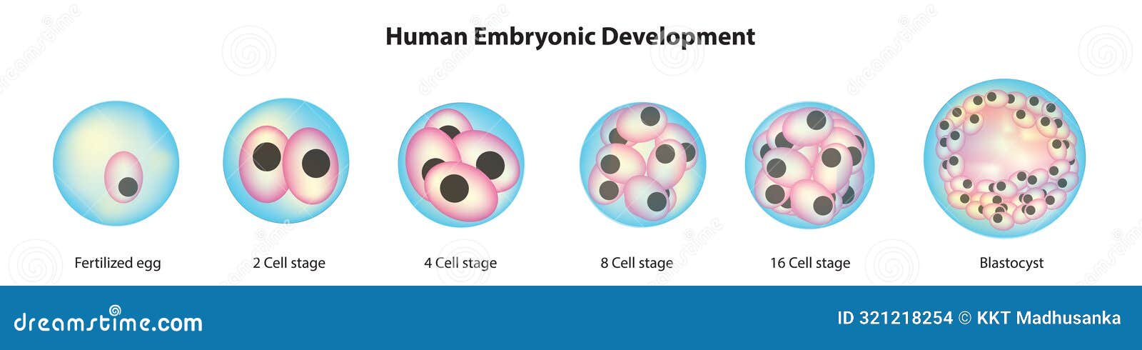 Phases of Embryonic Development Stock Vector - Illustration of people ...