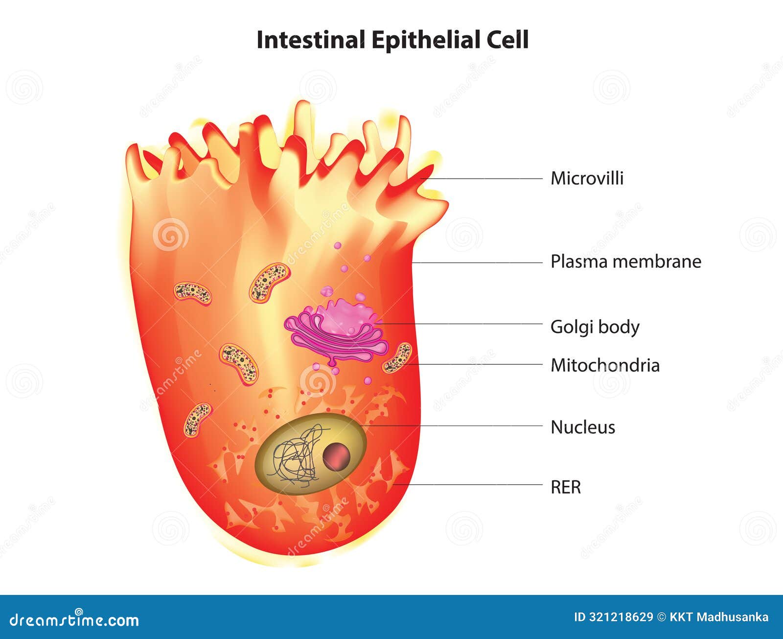 Intestinal epithelial cell stock vector. Illustration of receptor ...